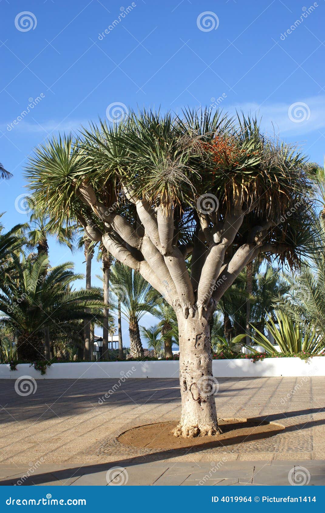 Yucca Tree stock photo. Image of nature, huge, yucca, promenade - 4019964