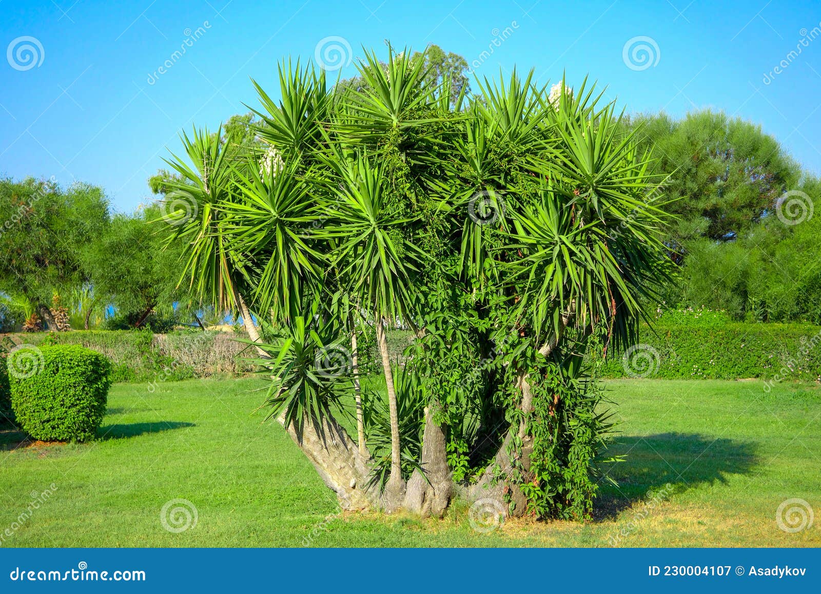 Yucca Tree or Yucca Filamentosa in Park Stock Image - Image of common ...