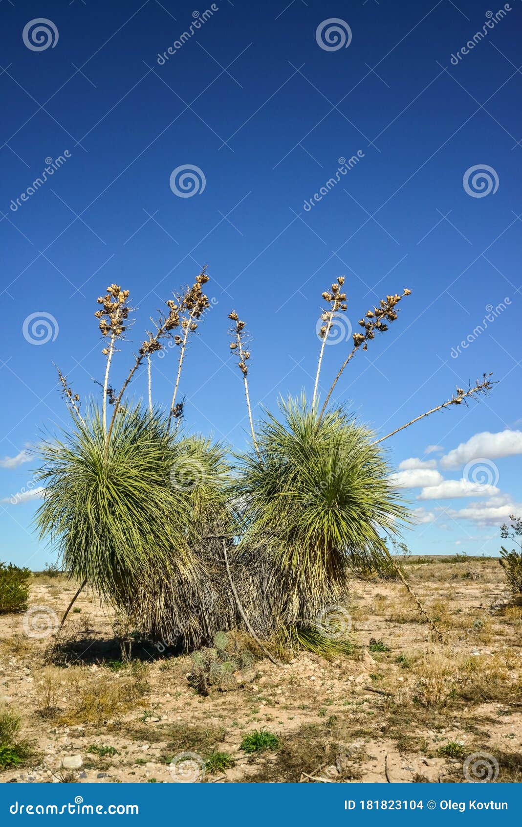 Yucca Tree in a Rocky Desert in New Mexico Stock Photo - Image of ...