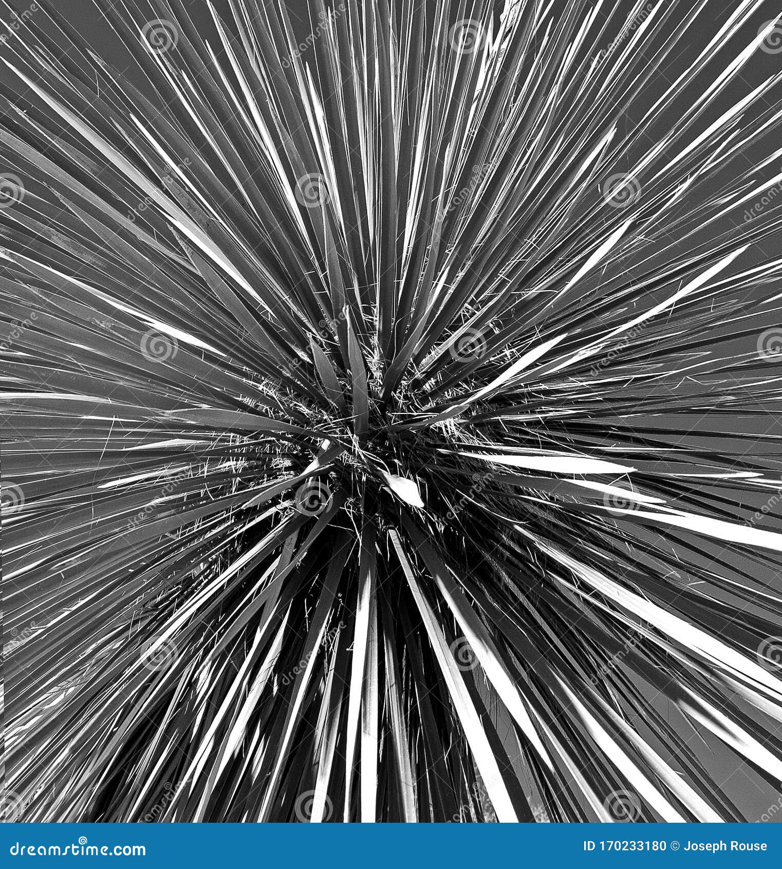 Yucca Tree up close stock photo. Image of texture, abstract - 170233180