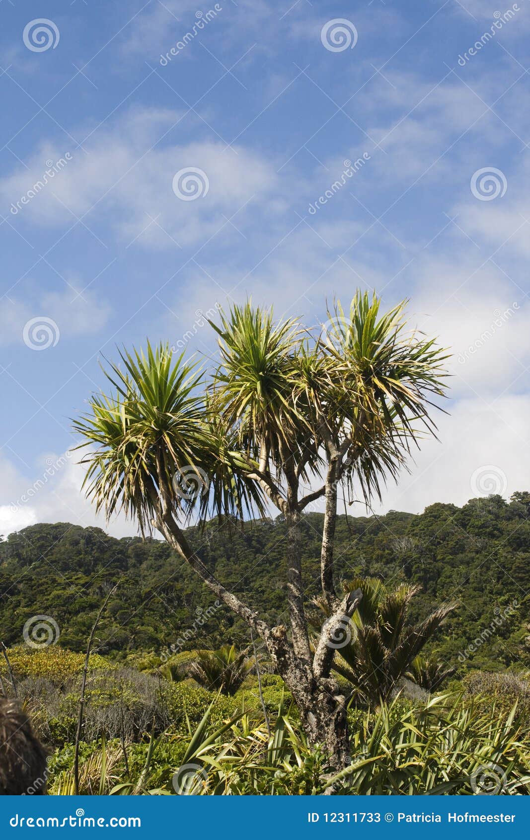 Yucca Tree in Wild Landscape Stock Image - Image of foliag, spiked ...