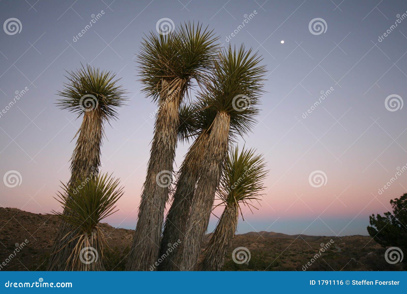 Yucca Trees stock photo. Image of moonlight, vegetation - 1791116