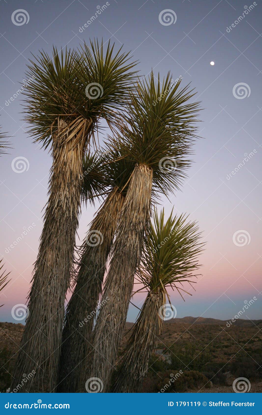 Yucca trees stock image. Image of mojave, mohave, sunset - 1791119