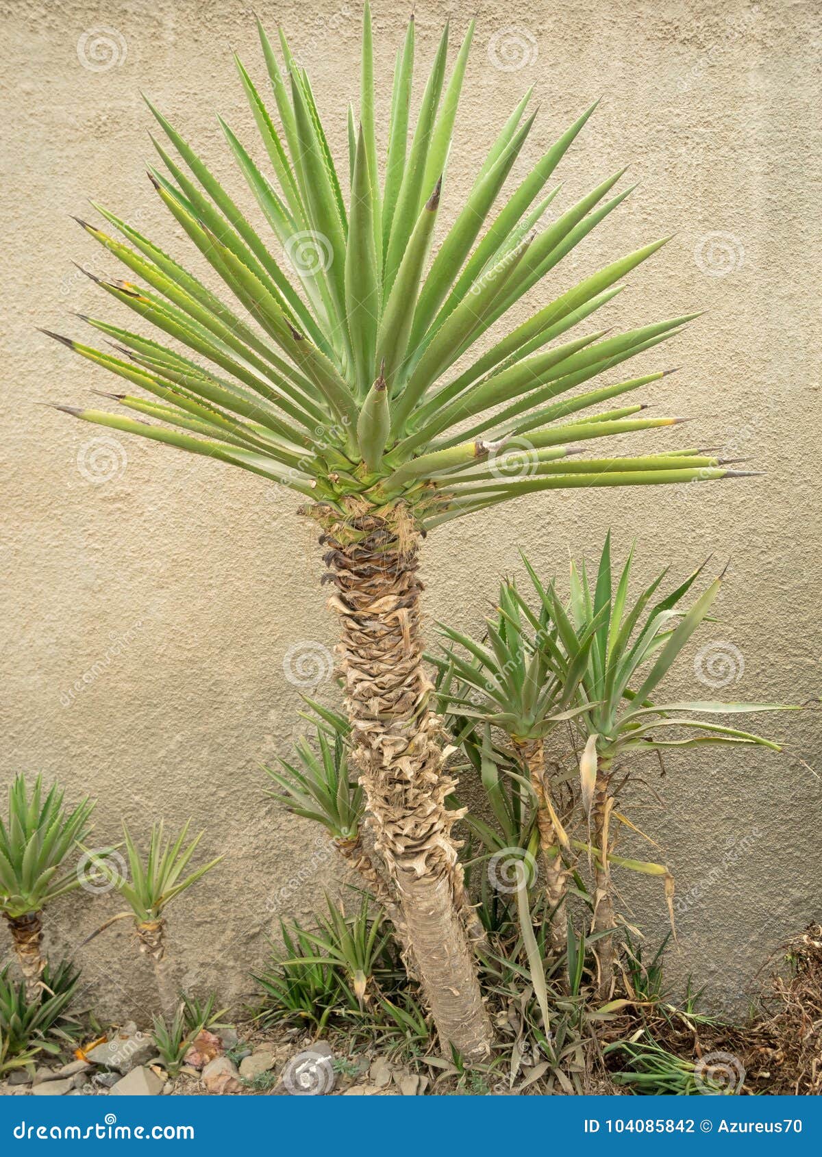 Yucca trees stock photo. Image of botanical, wall, front - 104085842