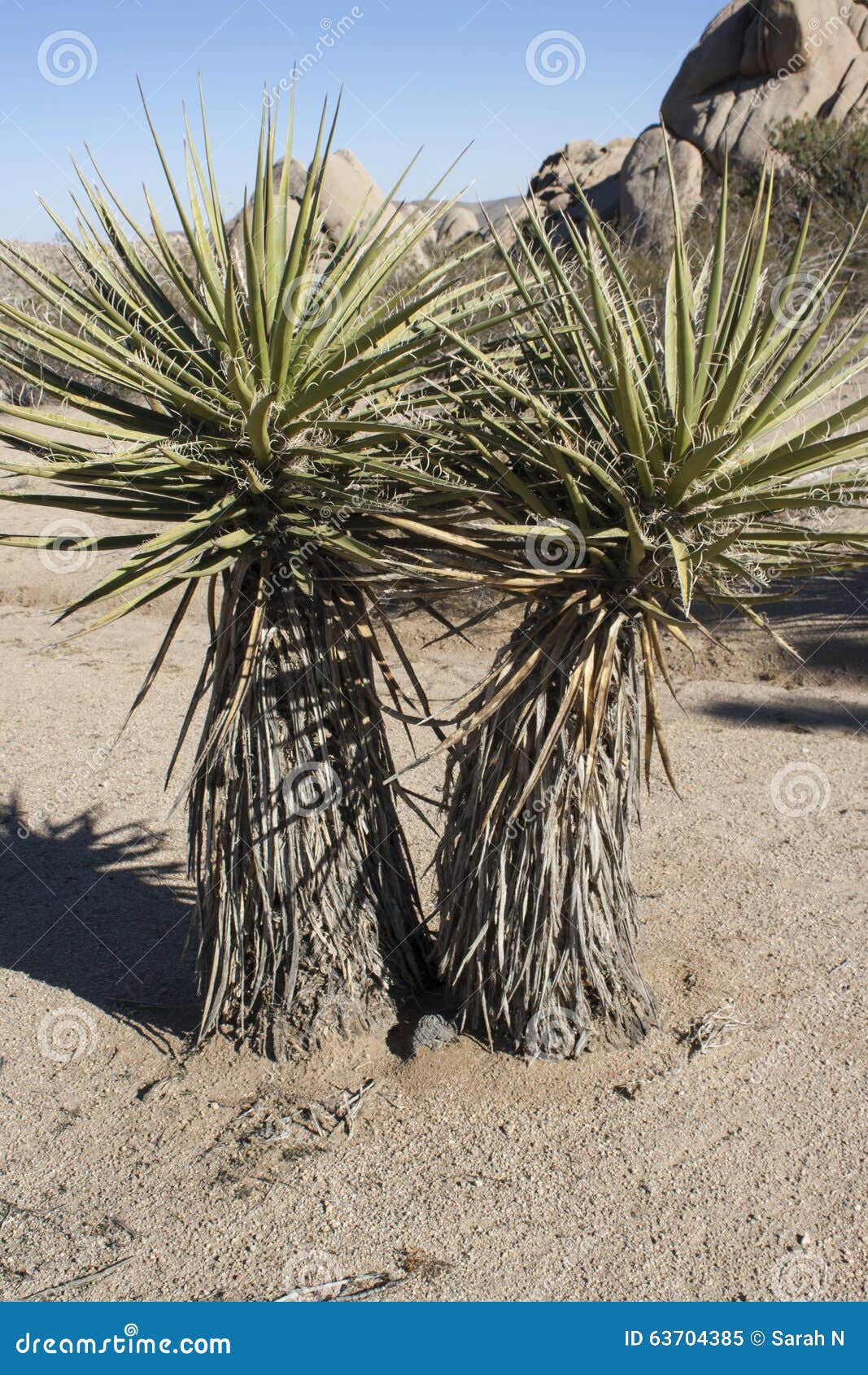 Yucca Trees stock image. Image of california, desert - 63704385