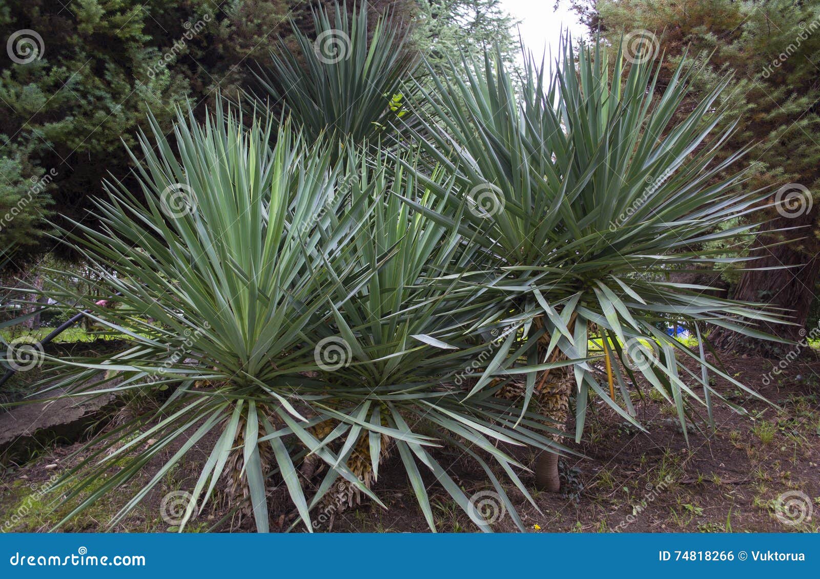 Yucca xiphoid stock photo. Image of mexico, origin, outdoor - 74818266
