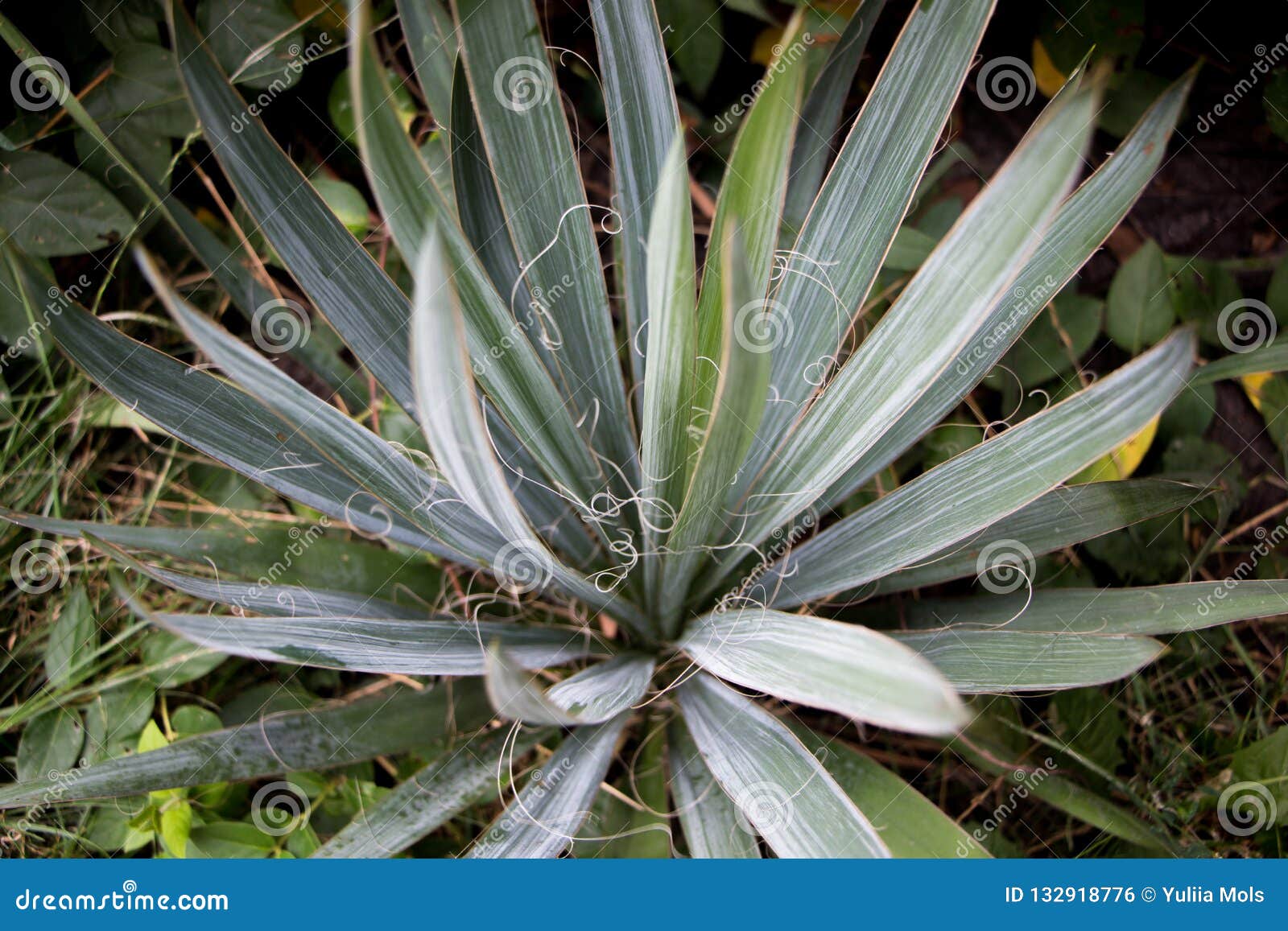 Yucca. stock photo. Image of drop, spring, macro, grass - 132918776