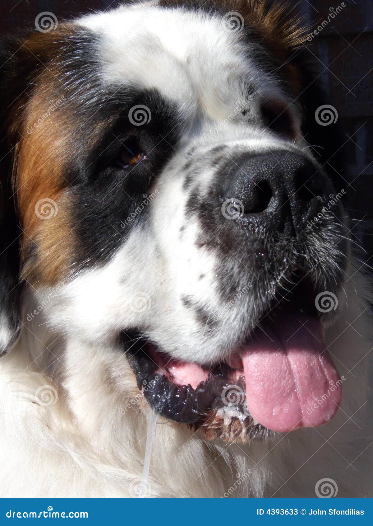 Yuck stock image. Image of bernard, canine, salivate, tongue - 4393633