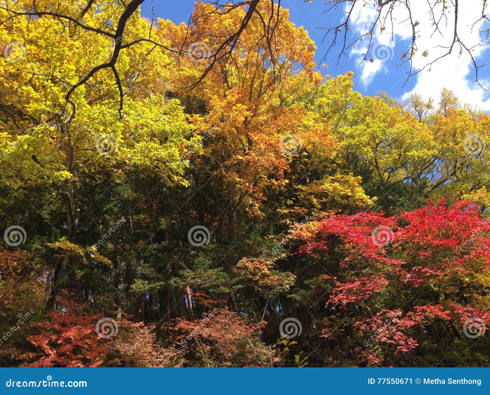Yudaki waterfall stock image. Image of yudaki, waterfall - 77550671