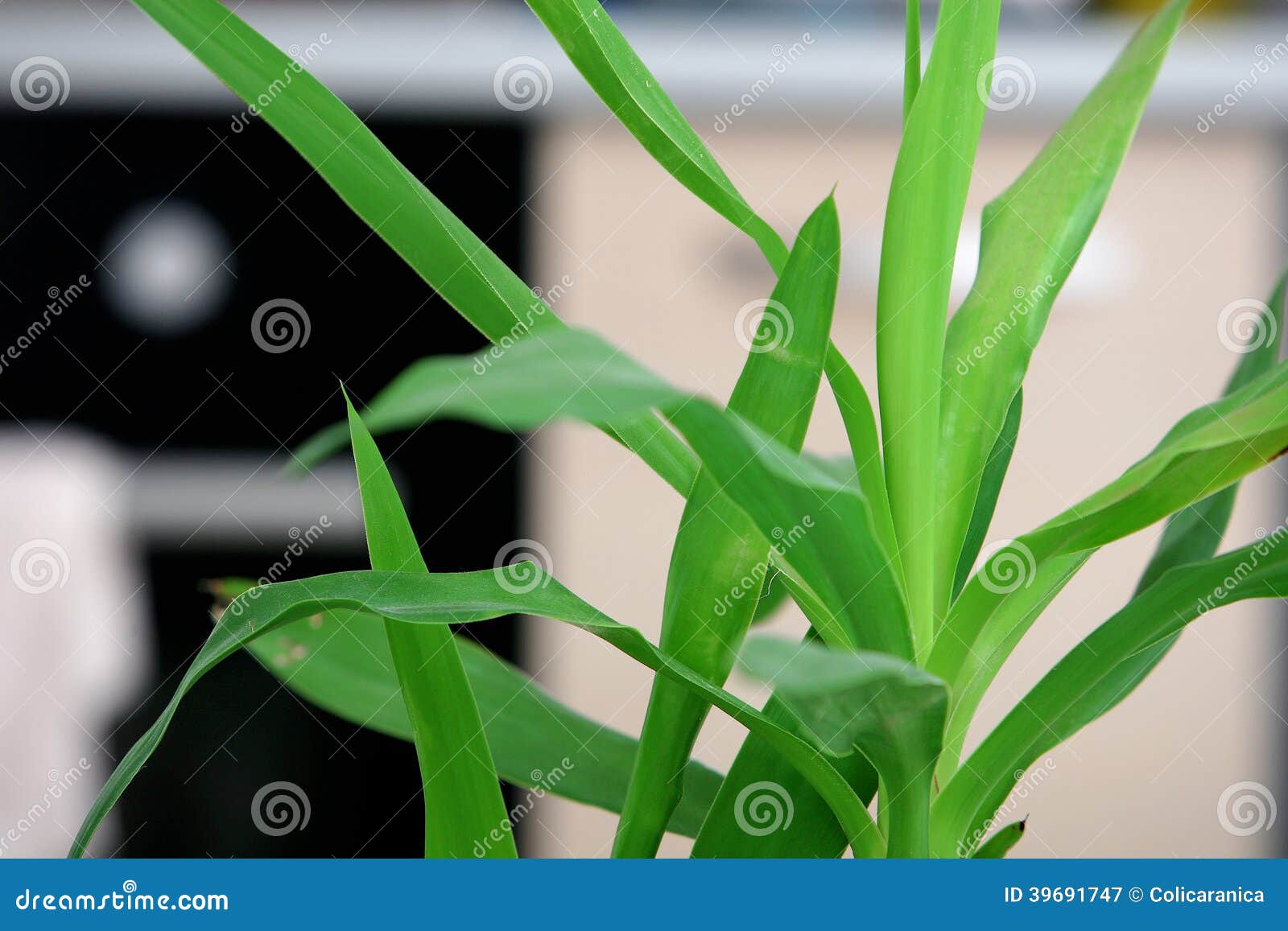 Yuka o albero dell'yucca immagine stock. Immagine di piante - 39691747