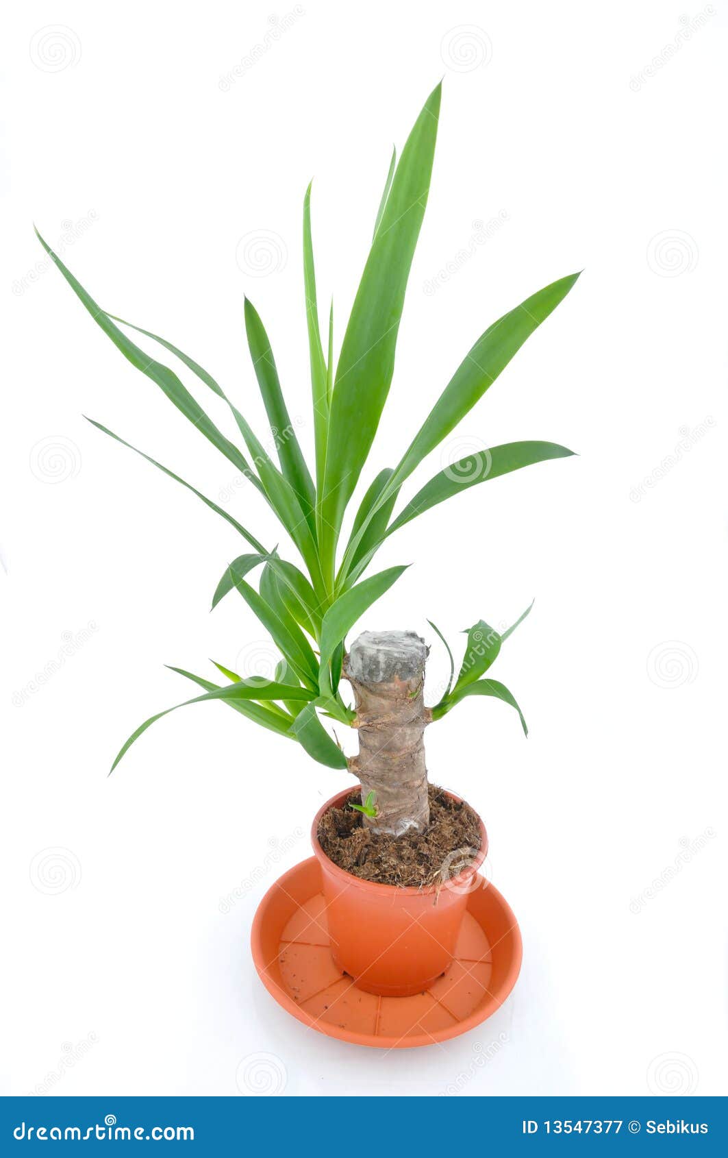 Yuka or yucca palm tree stock image. Image of frond, cactus - 13547377