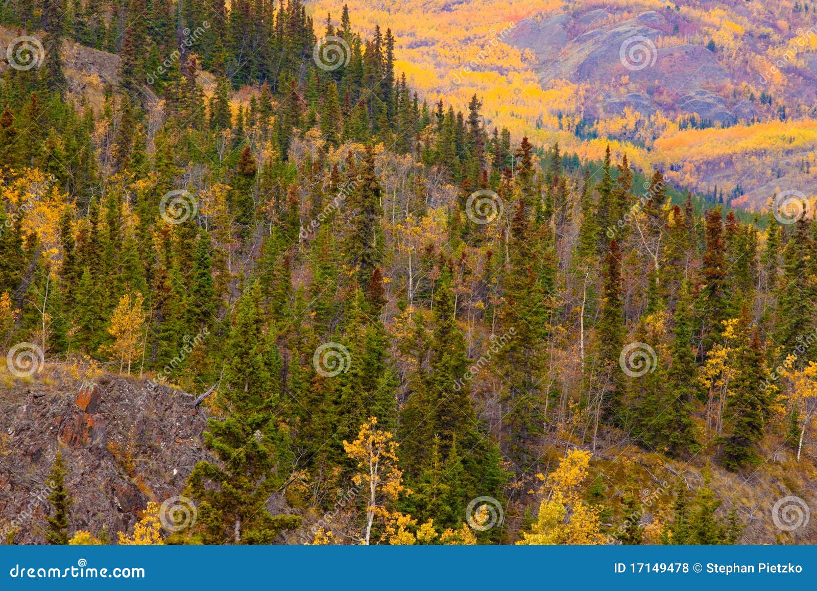 Yukon Gold - Fall in Yukon Territory, Canada Stock Photo - Image of ...