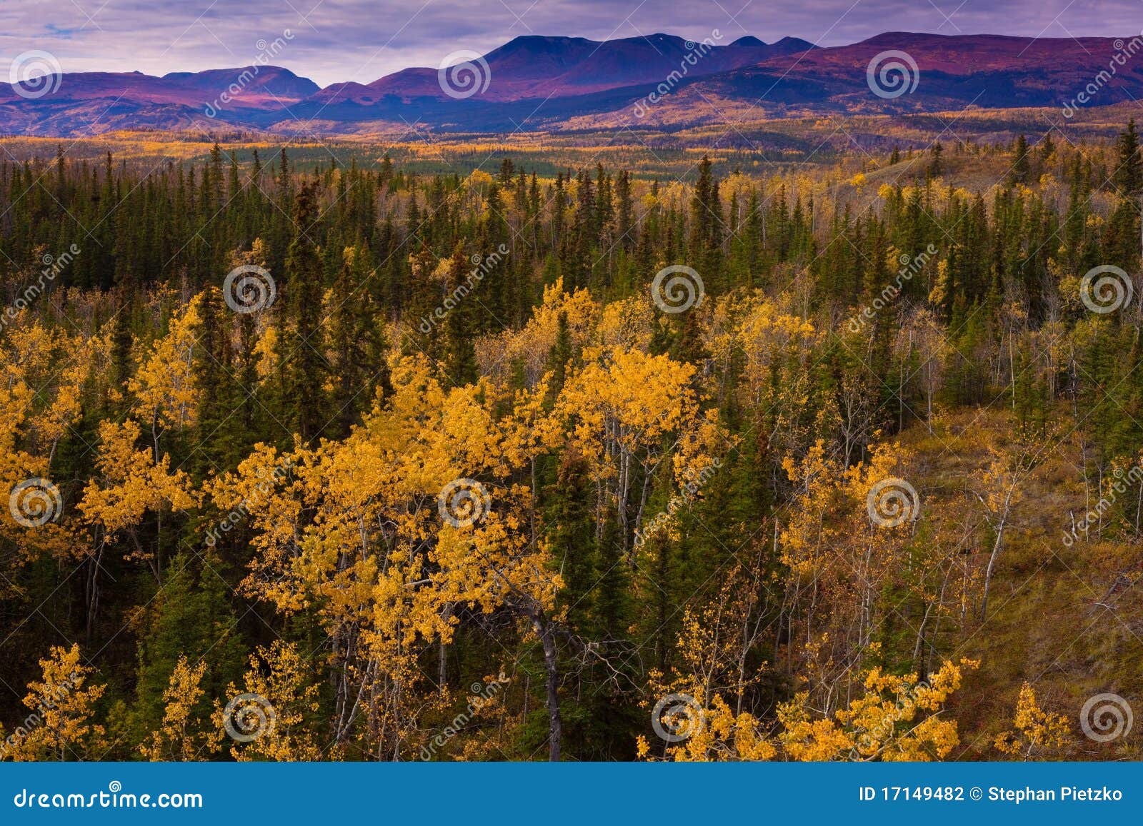 Yukon Gold - Fall in Yukon Territory, Canada Stock Photo - Image of ...