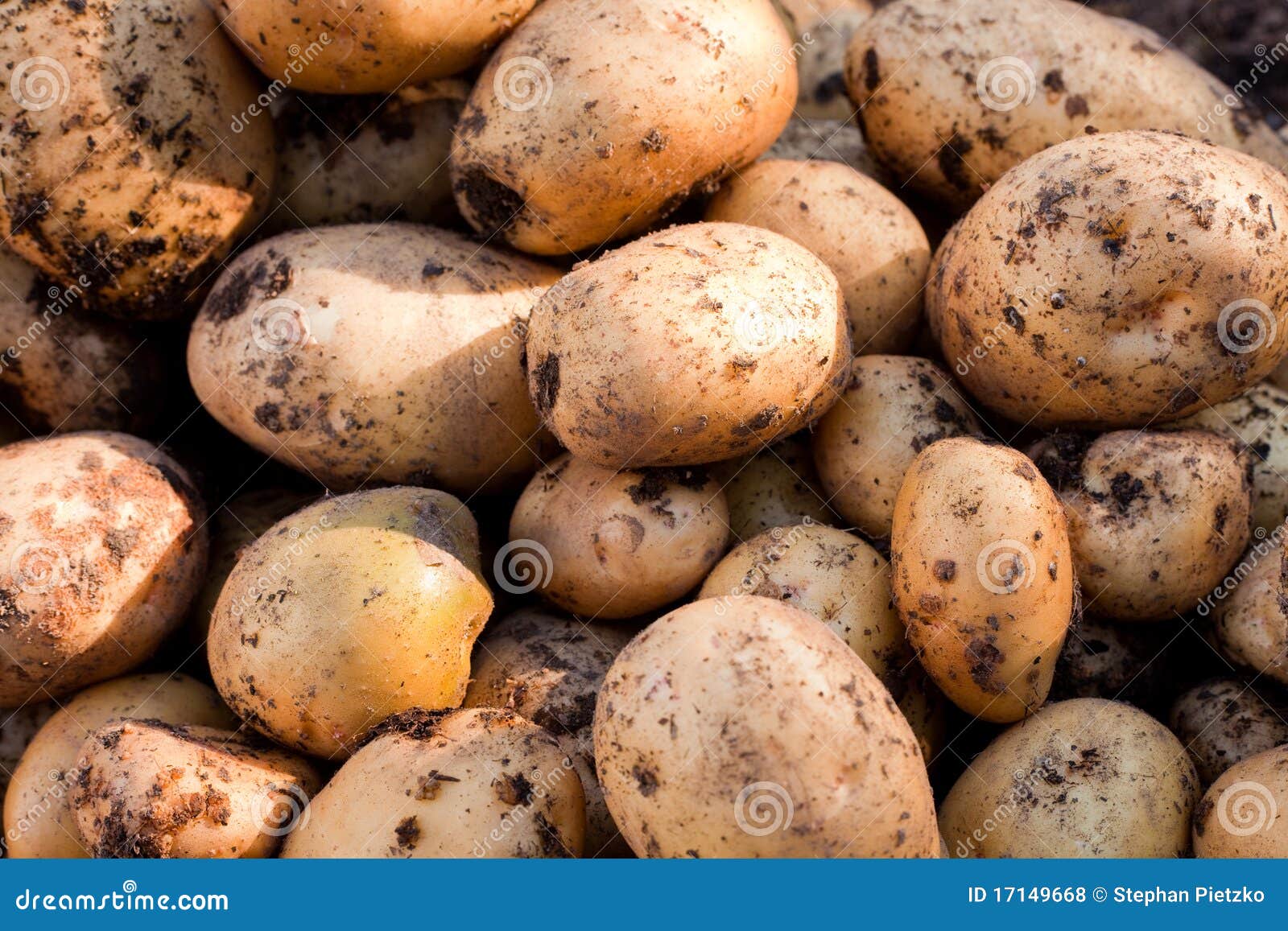 Yukon Gold potatoes stock photo. Image of pile, carbohydrate - 17149668