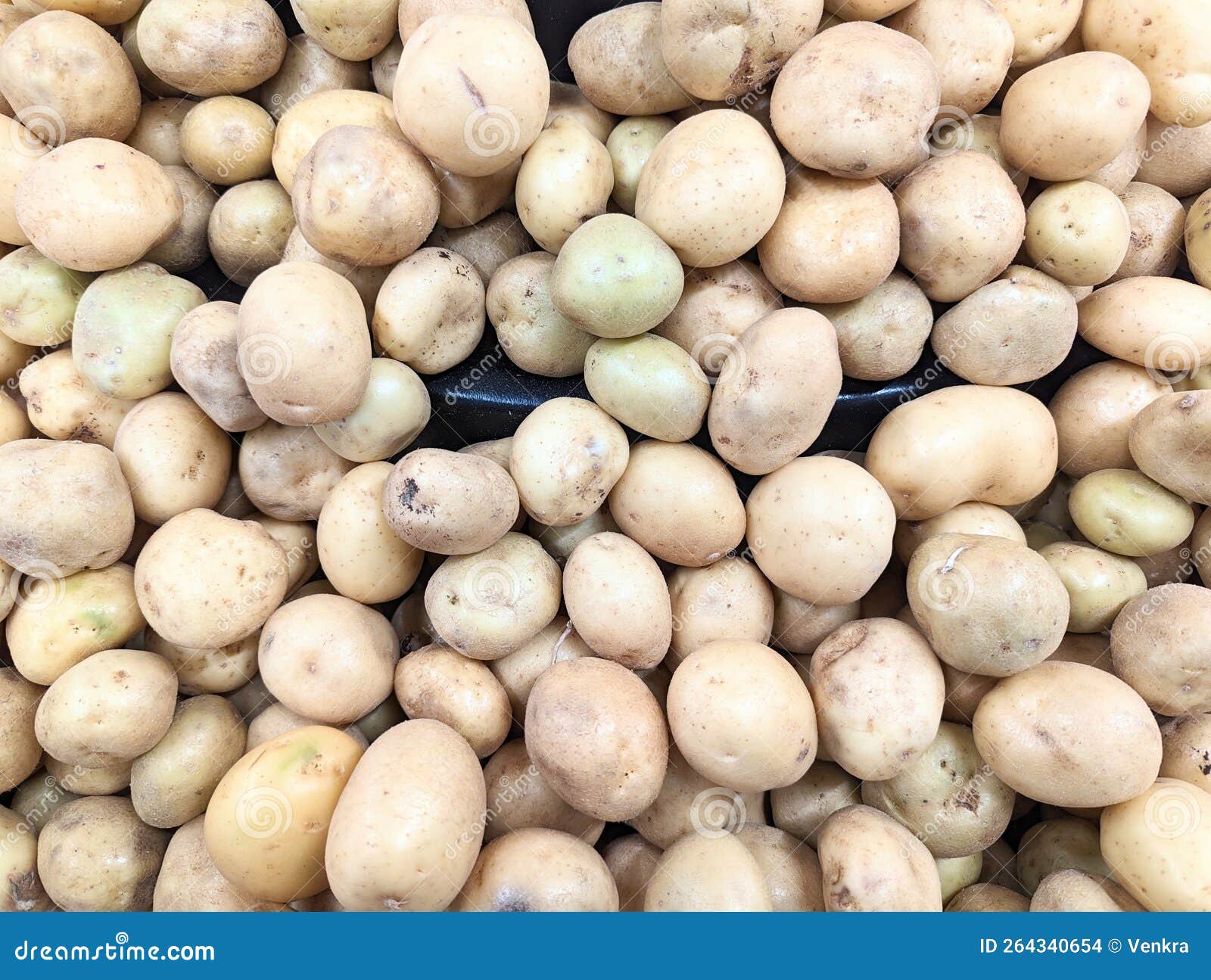 Yukon Gold Yellow Potatoes stock photo. Image of tree - 264340654