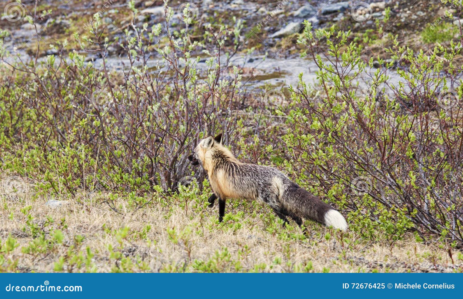 Yukon red fox in nature stock image. Image of nature - 72676425