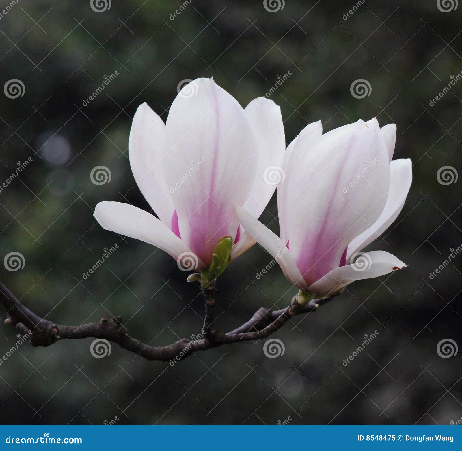 Yulan blanco imagen de archivo. Imagen de verde, brote - 8548475
