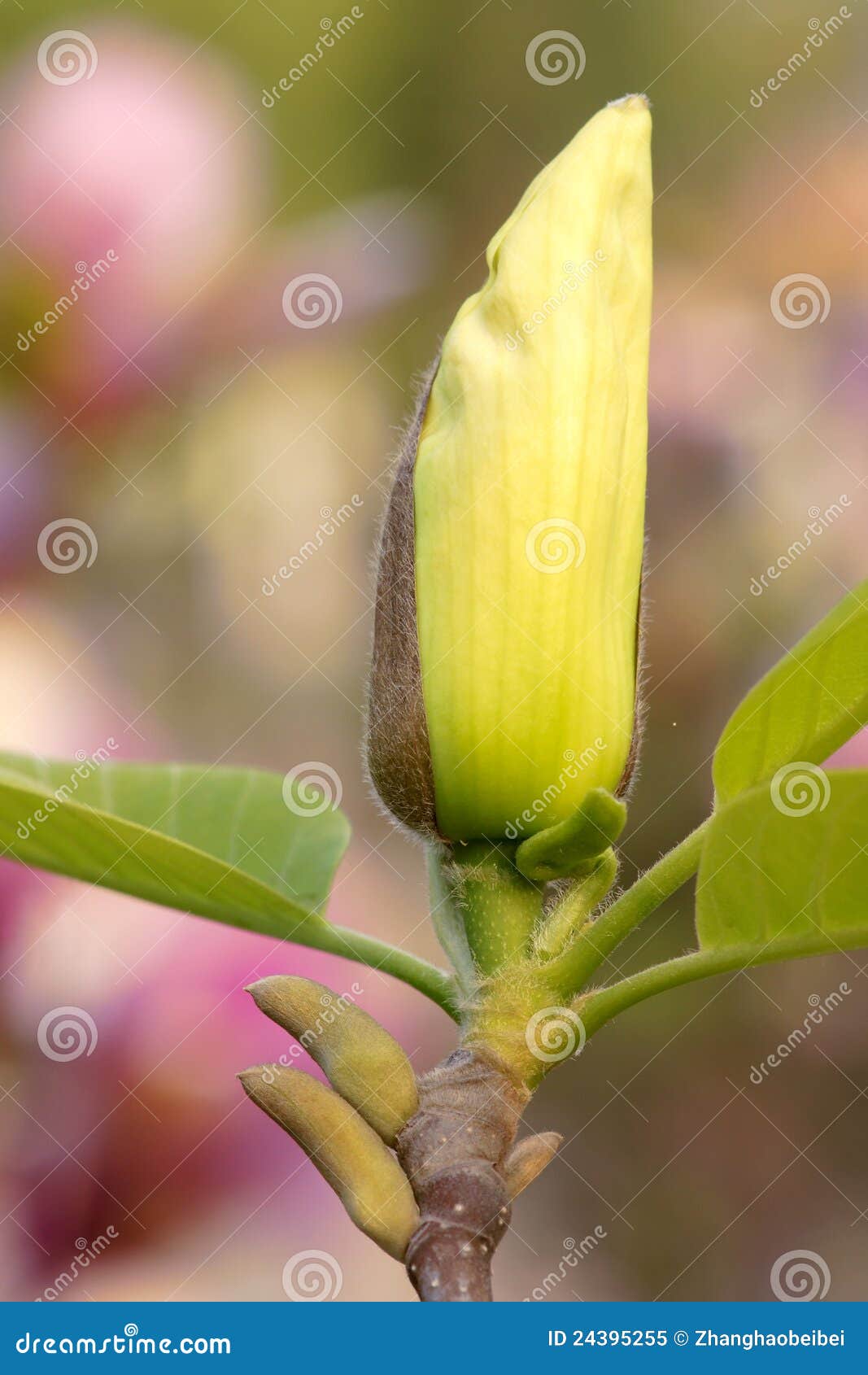 Yulan bud stock image. Image of spring, natural, denudata - 24395255