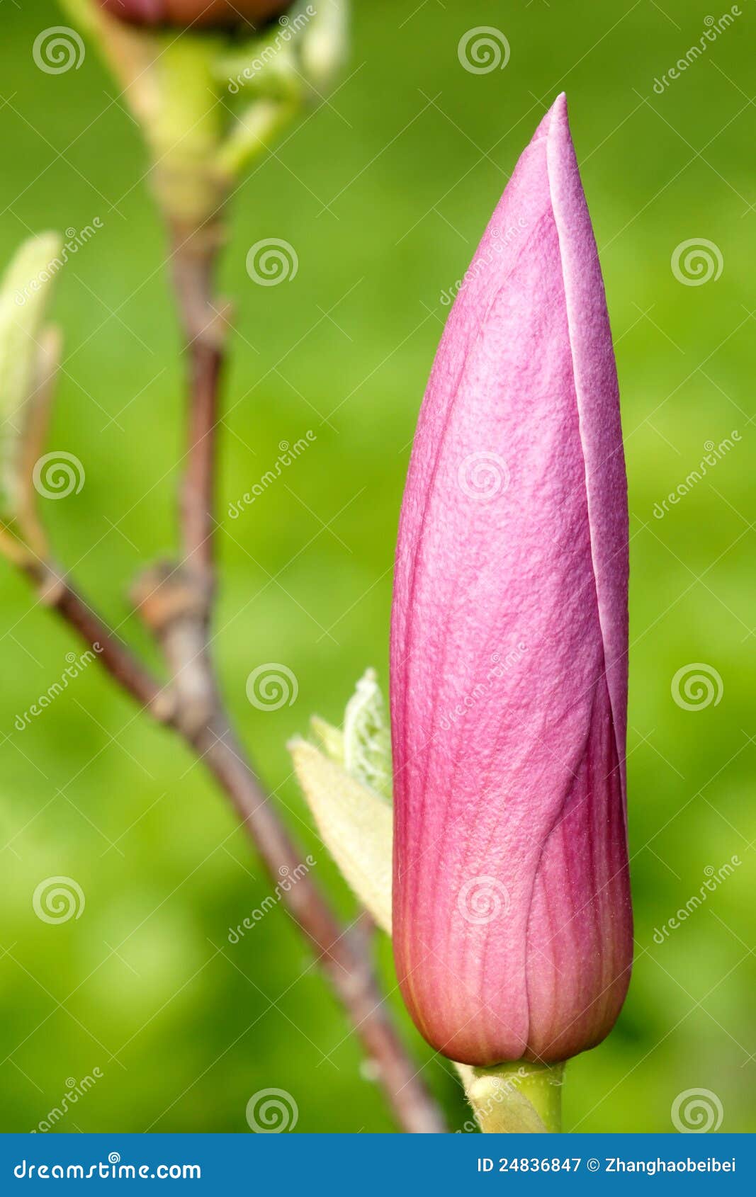 Yulan bud stock image. Image of spring, bloom, nature - 24836847