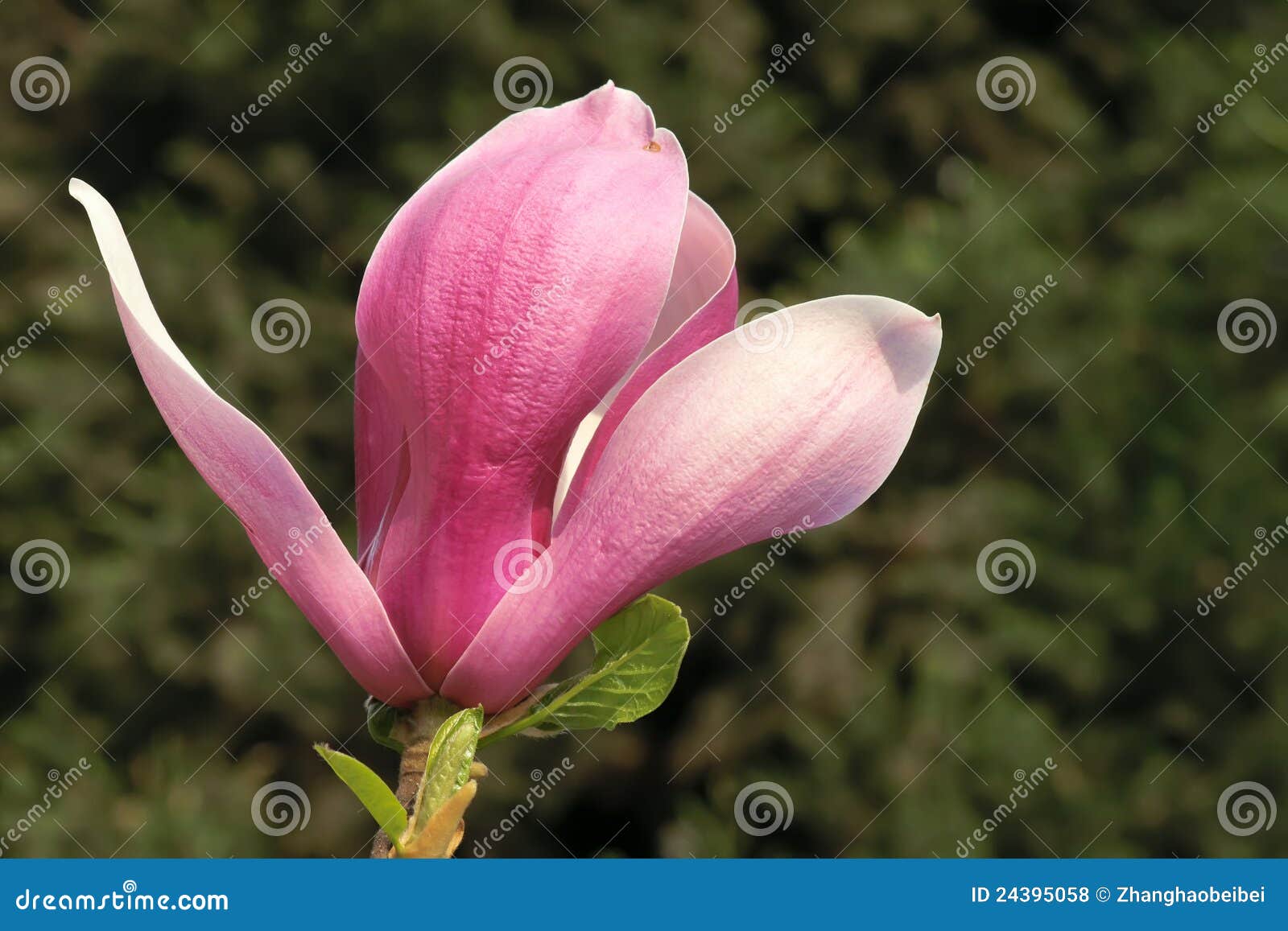 Yulan flower stock photo. Image of magnolia, natural - 24395058