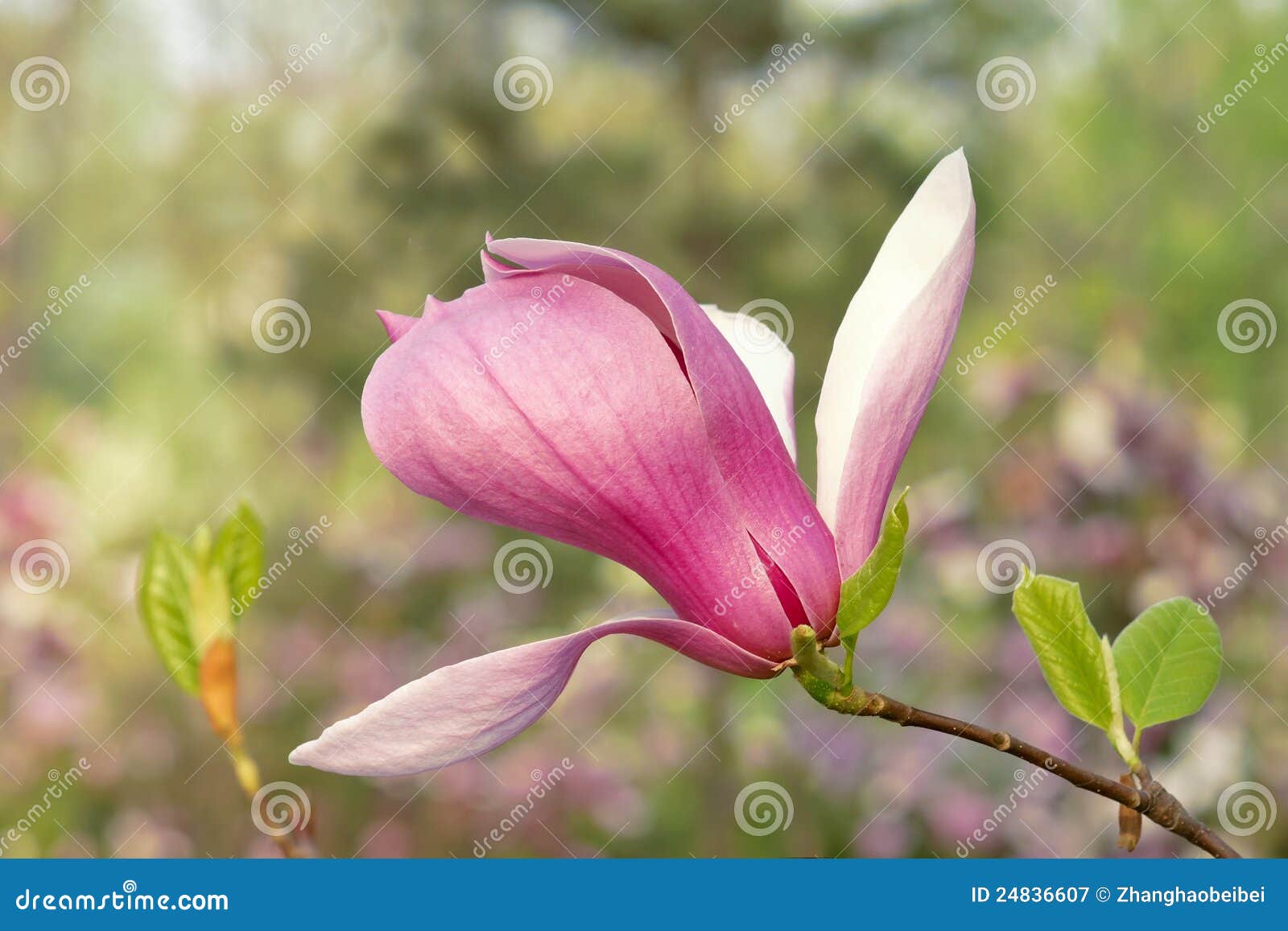 Yulan flower stock image. Image of pink, plant, flower - 24836607