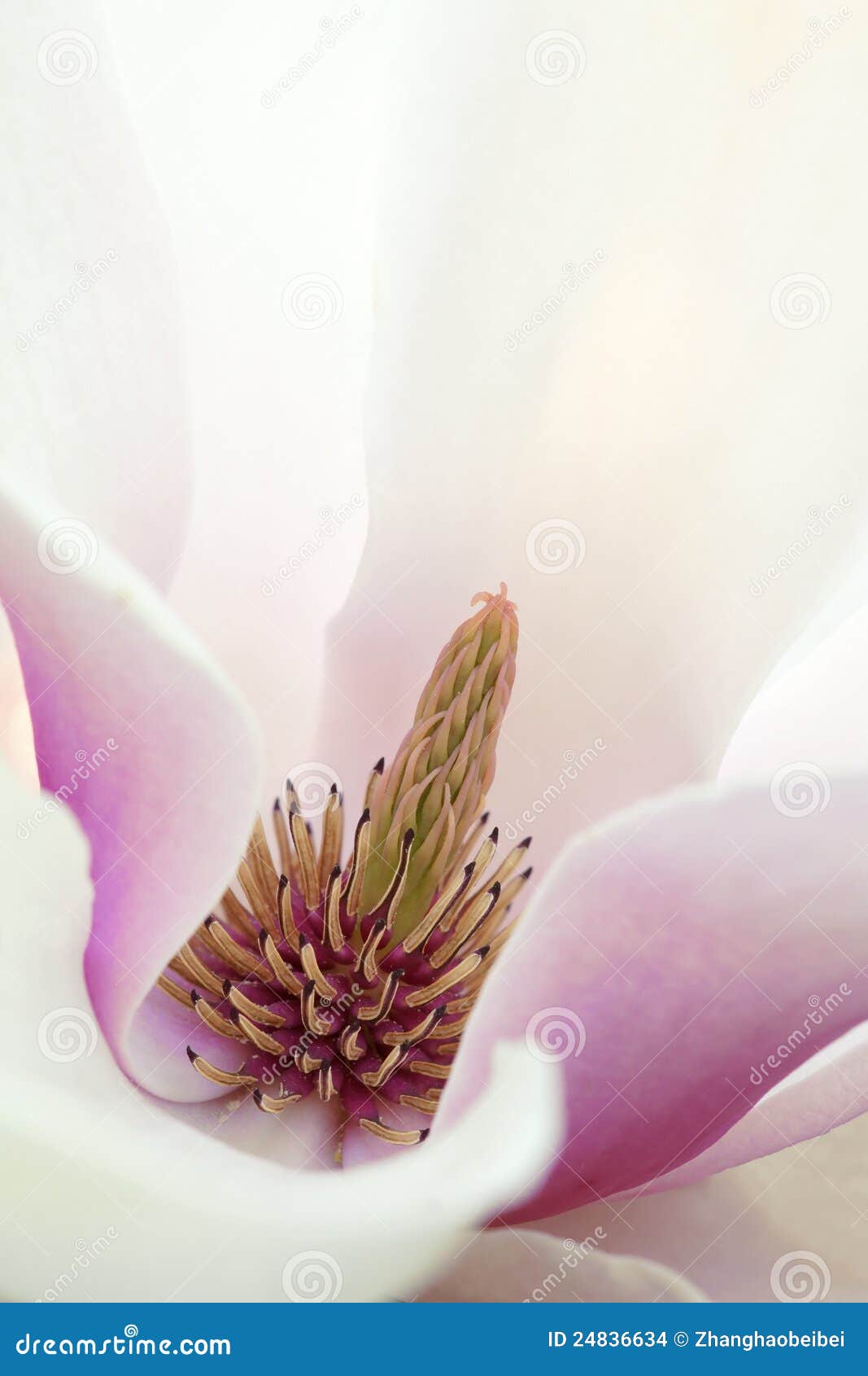 Yulan flower stock photo. Image of pink, macro, pistil - 24836634