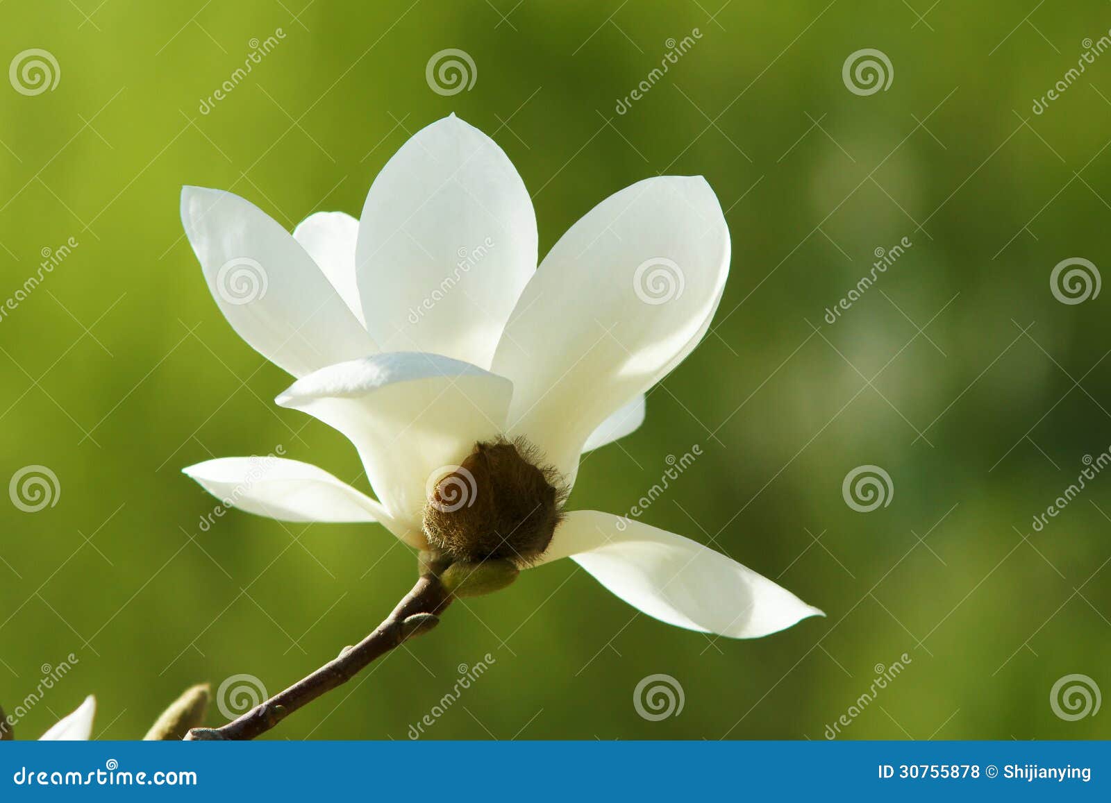 Yulan flower stock photo. Image of denudata, flower, flowering - 30755878