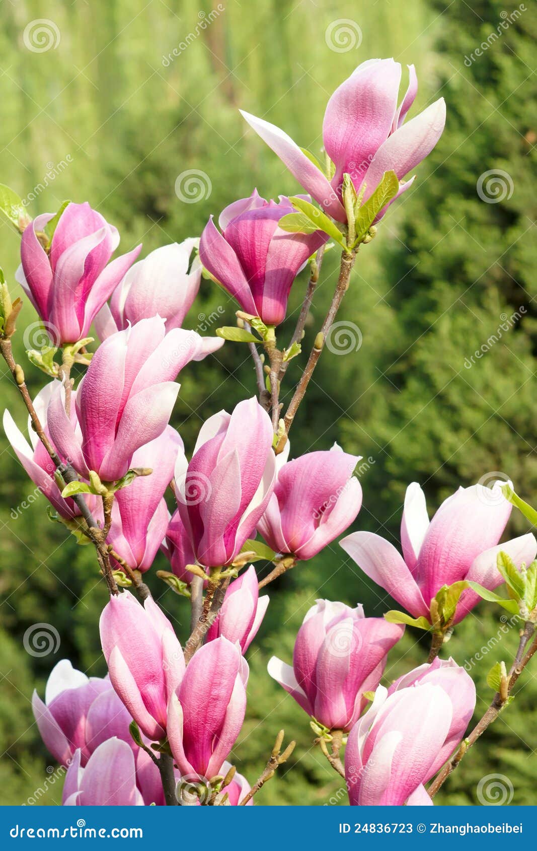 Yulan flowers stock image. Image of close, magnolia, nature - 24836723