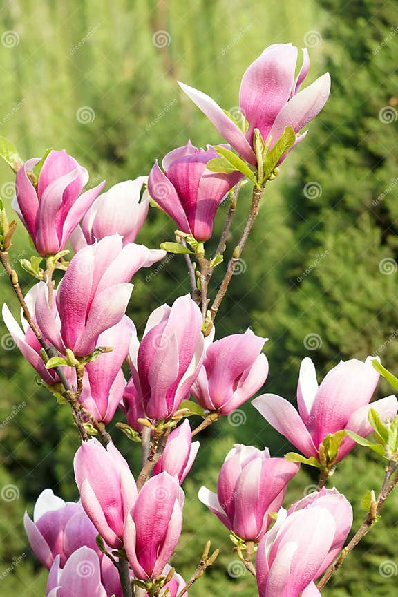Yulan flowers stock image. Image of close, magnolia, nature - 24836723