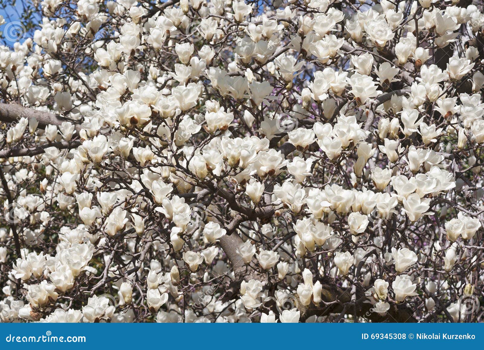 Yulan Magnolia Tree in Blossom Stock Photo - Image of tree, yulan: 69345308