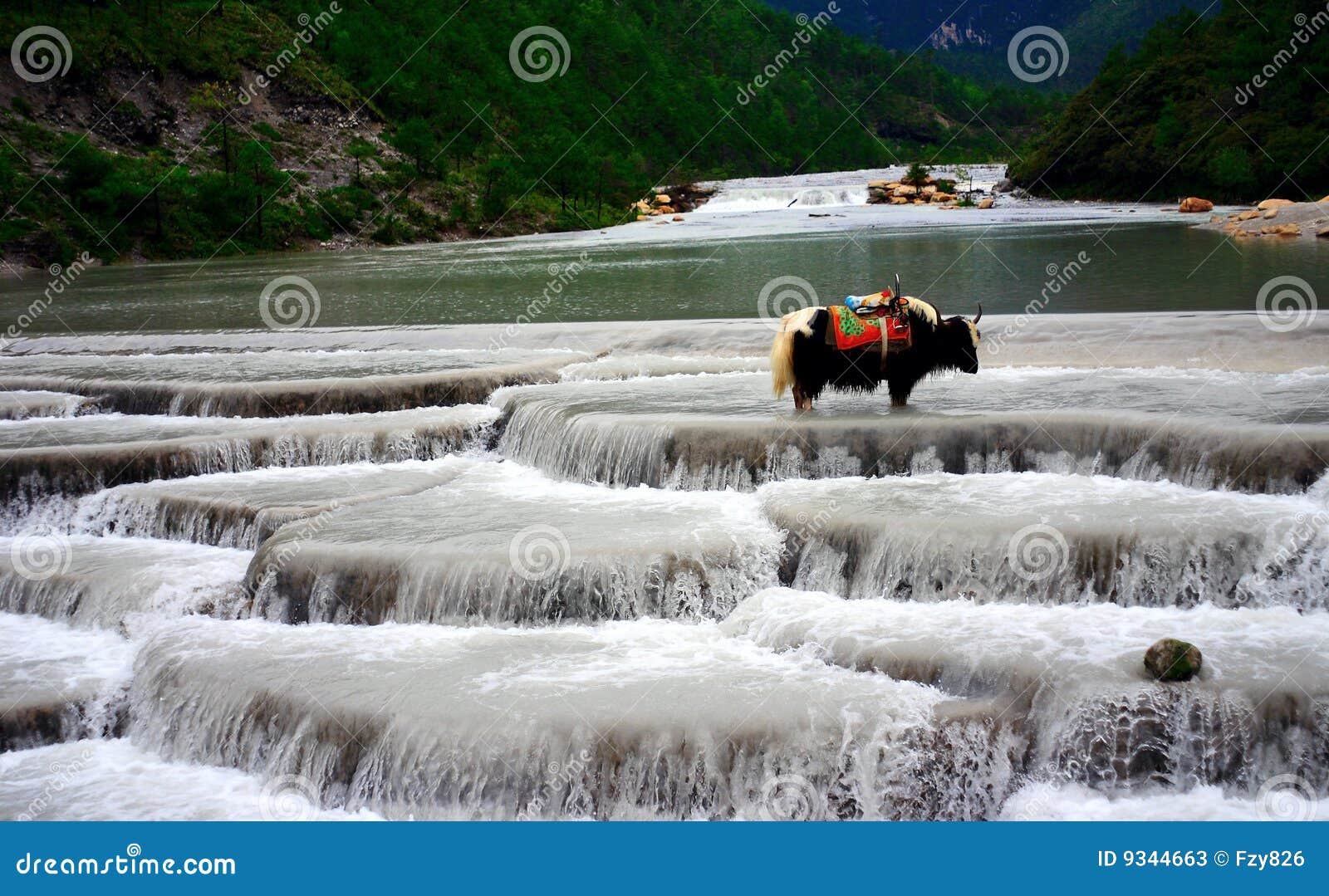 Yulong Snow mountain-yak stock image. Image of white, yunnan - 9344663