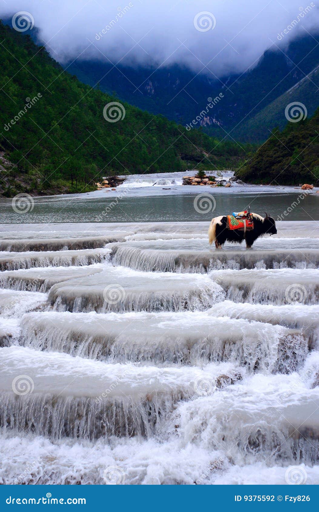 Yulong snow mountain-yak stock photo. Image of beautiful - 9375592