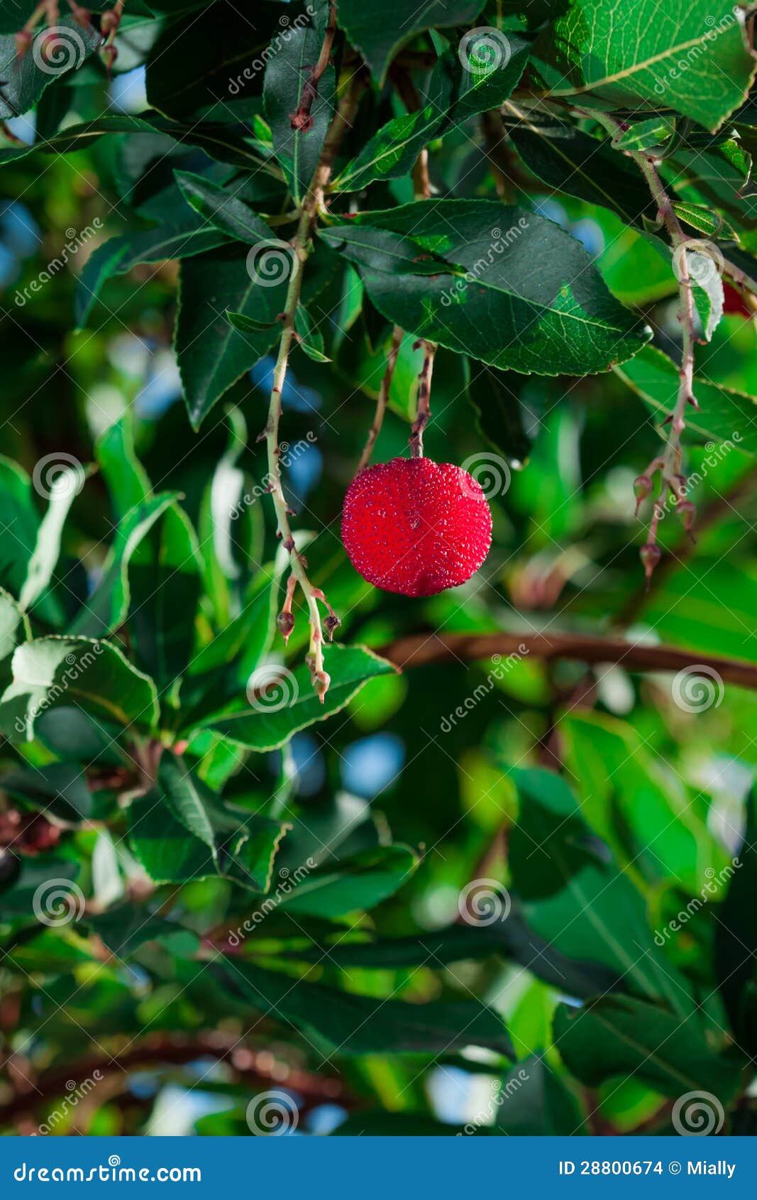 Yumberry Fruit Tree Blossom Royalty-Free Stock Photography ...