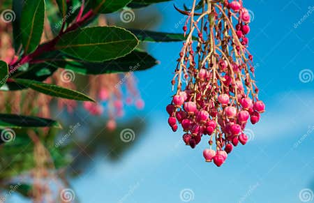 Yumberry Fruit Tree Blossom Stock Image - Image of natural, berry: 28800683
