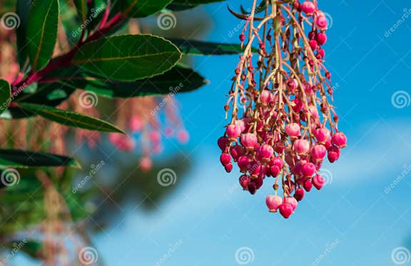 Yumberry Fruit Tree Blossom Stock Image - Image of natural, berry: 28800683