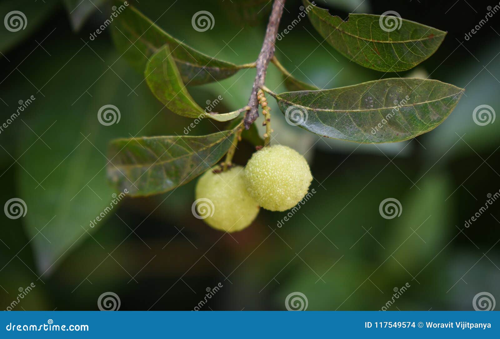 Yumberry stock photo. Image of freshness, flora, basket - 117549574