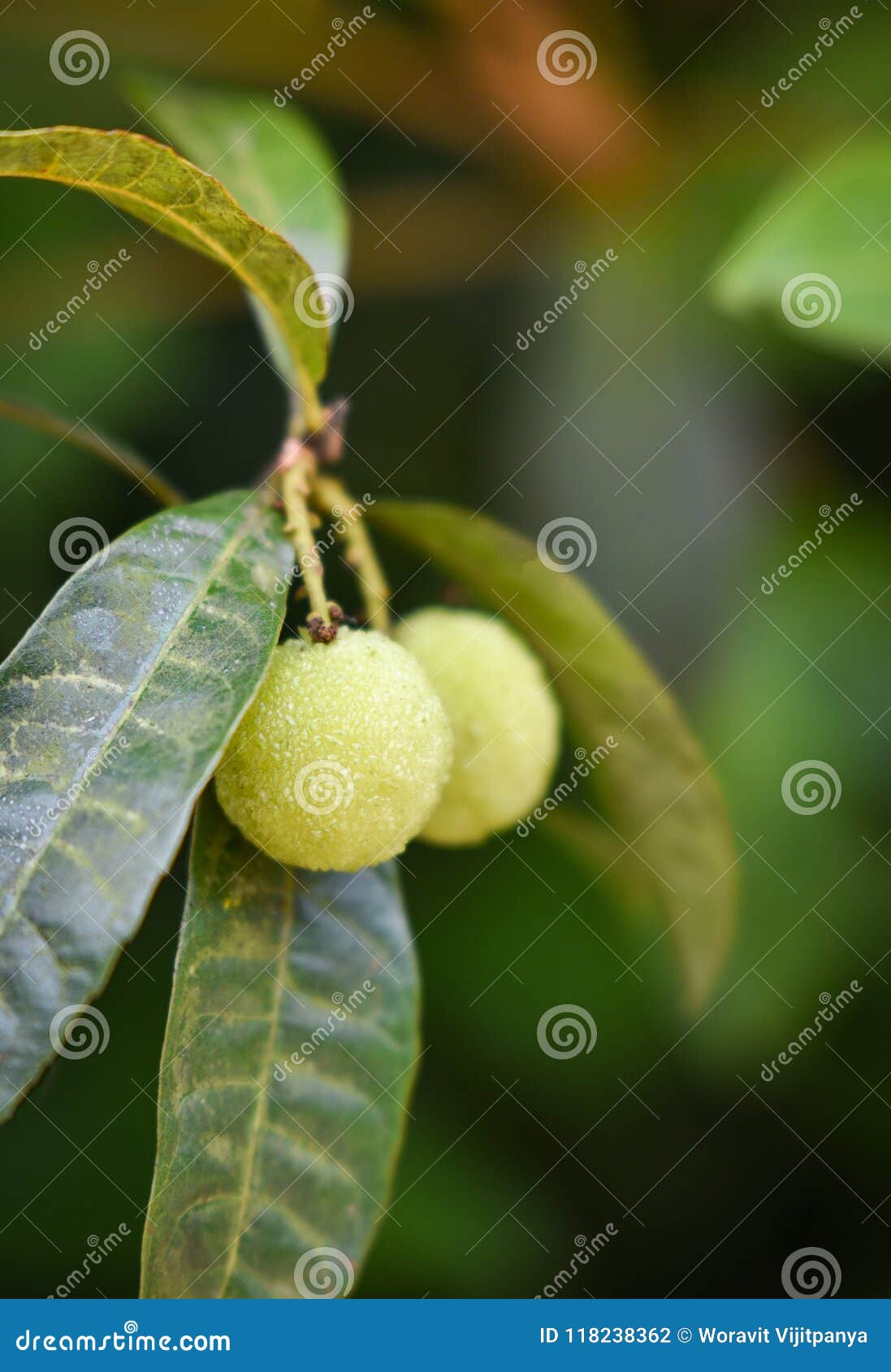 Yumberry stock photo. Image of healthy, balls, gourmet - 118238362