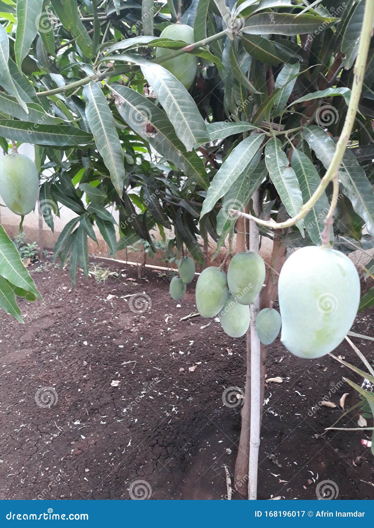 Yummy Indian Mango are Loved Worldwide Stock Image - Image of mango ...