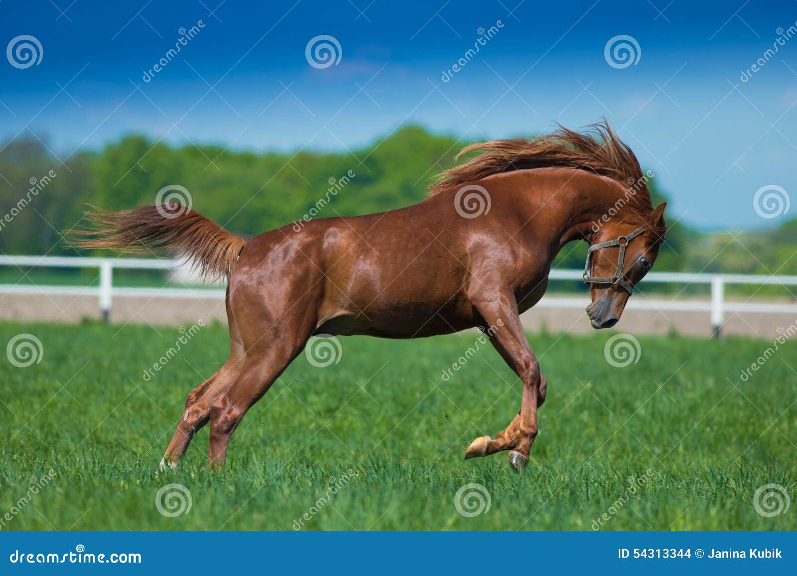 Yumping arabian stallion stock photo. Image of pasture - 54313344