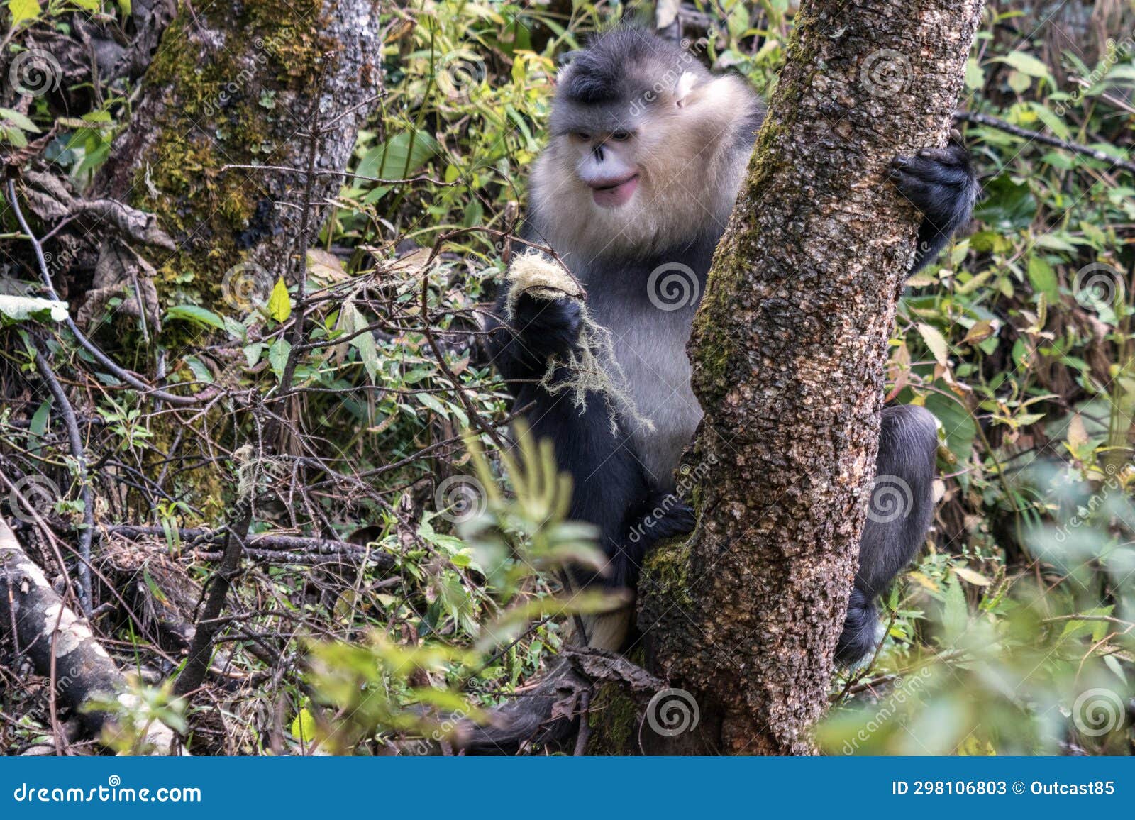 Yunnan Black Snub-Nosed Monkey (Rhinopithecus Bieti Stock Image - Image ...