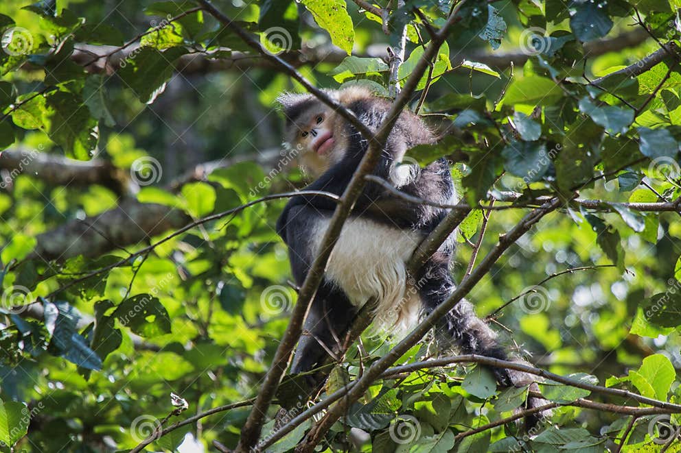 Yunnan Black Snub-Nosed Monkey (Rhinopithecus Bieti Stock Photo - Image ...
