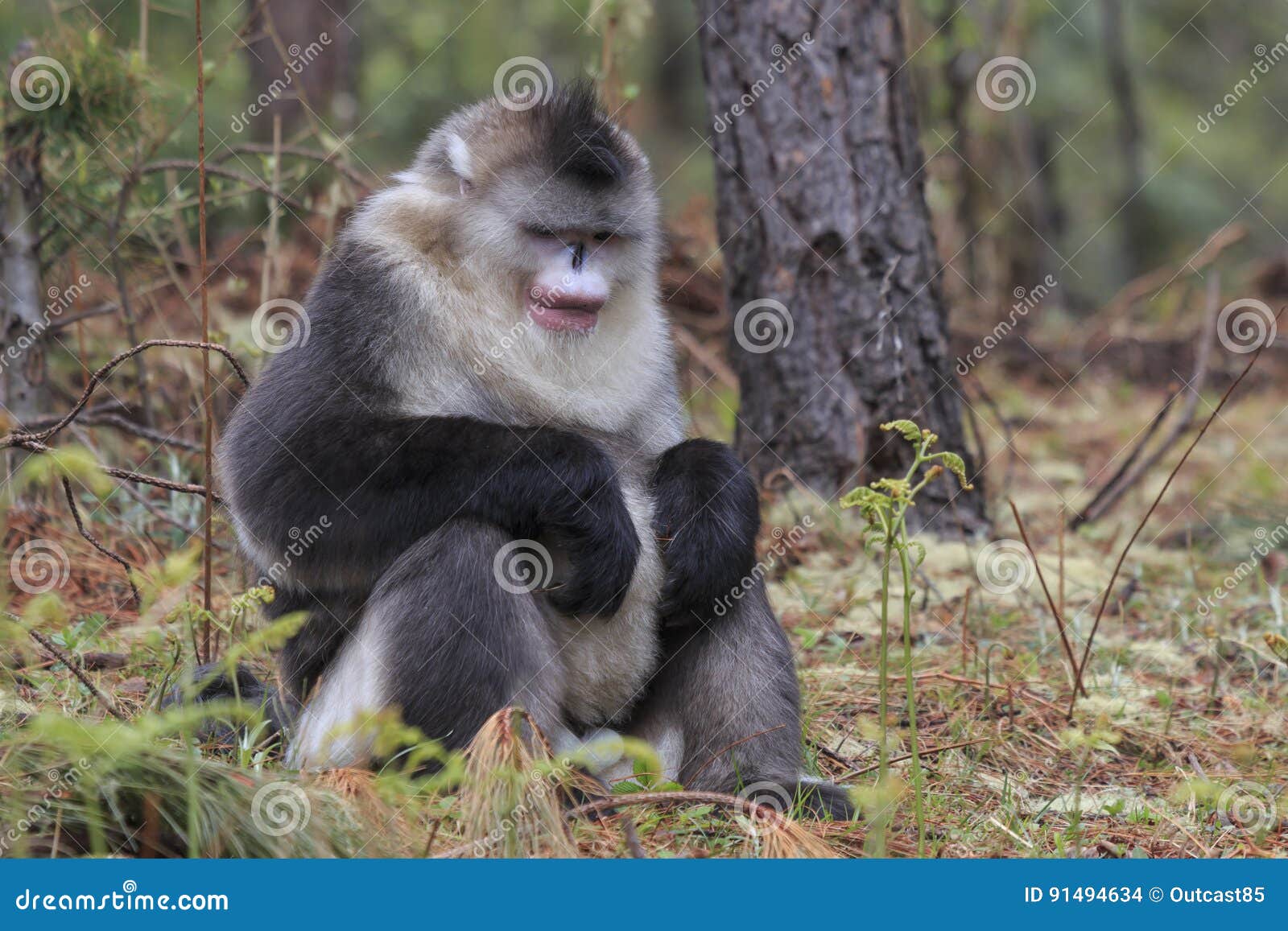 Yunnan Black Snub-Nosed Monkey Rhinopithecus Bieti Stock Photo - Image ...