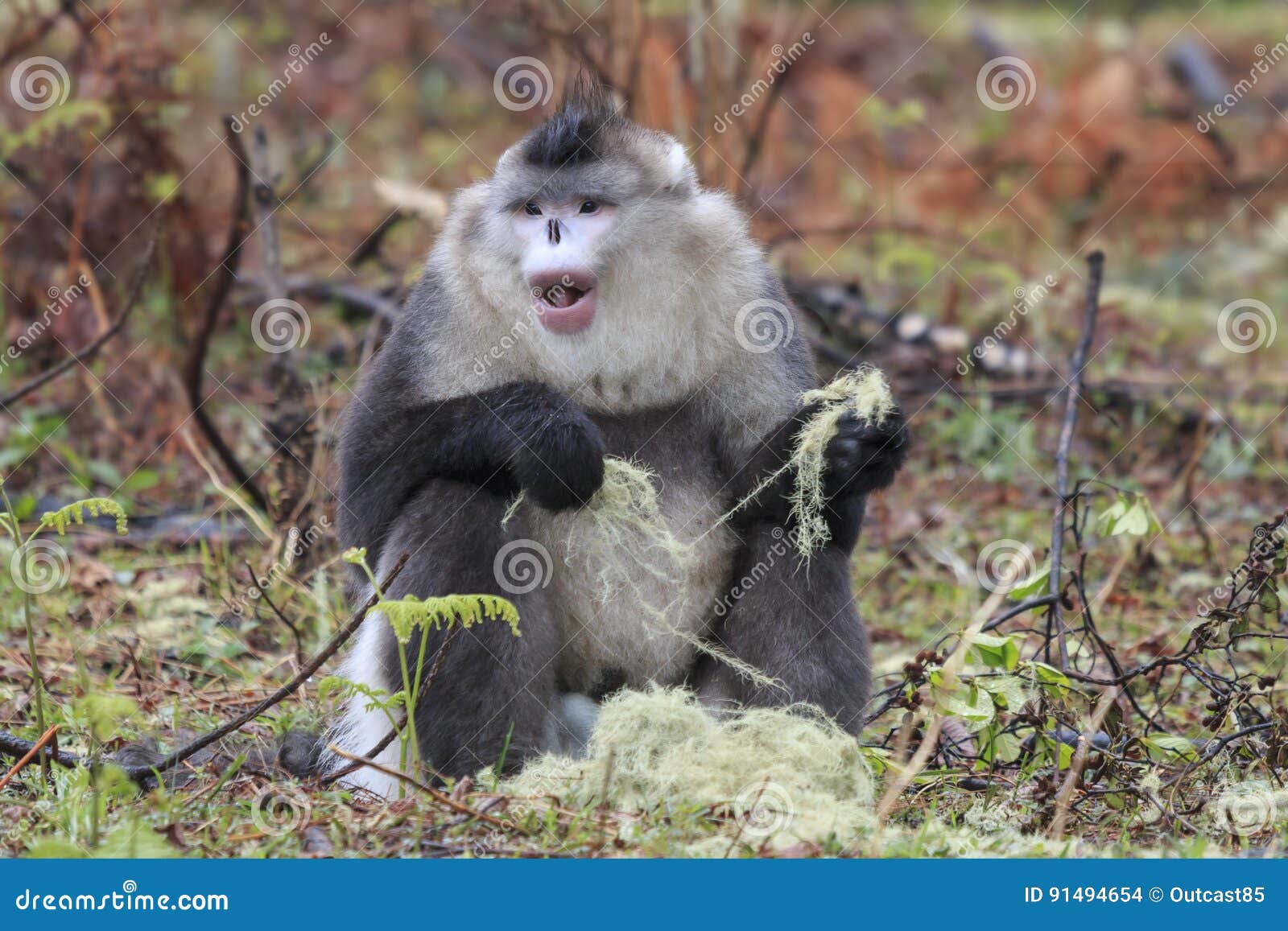Yunnan Black Snub-Nosed Monkey Rhinopithecus Bieti Stock Photo - Image ...
