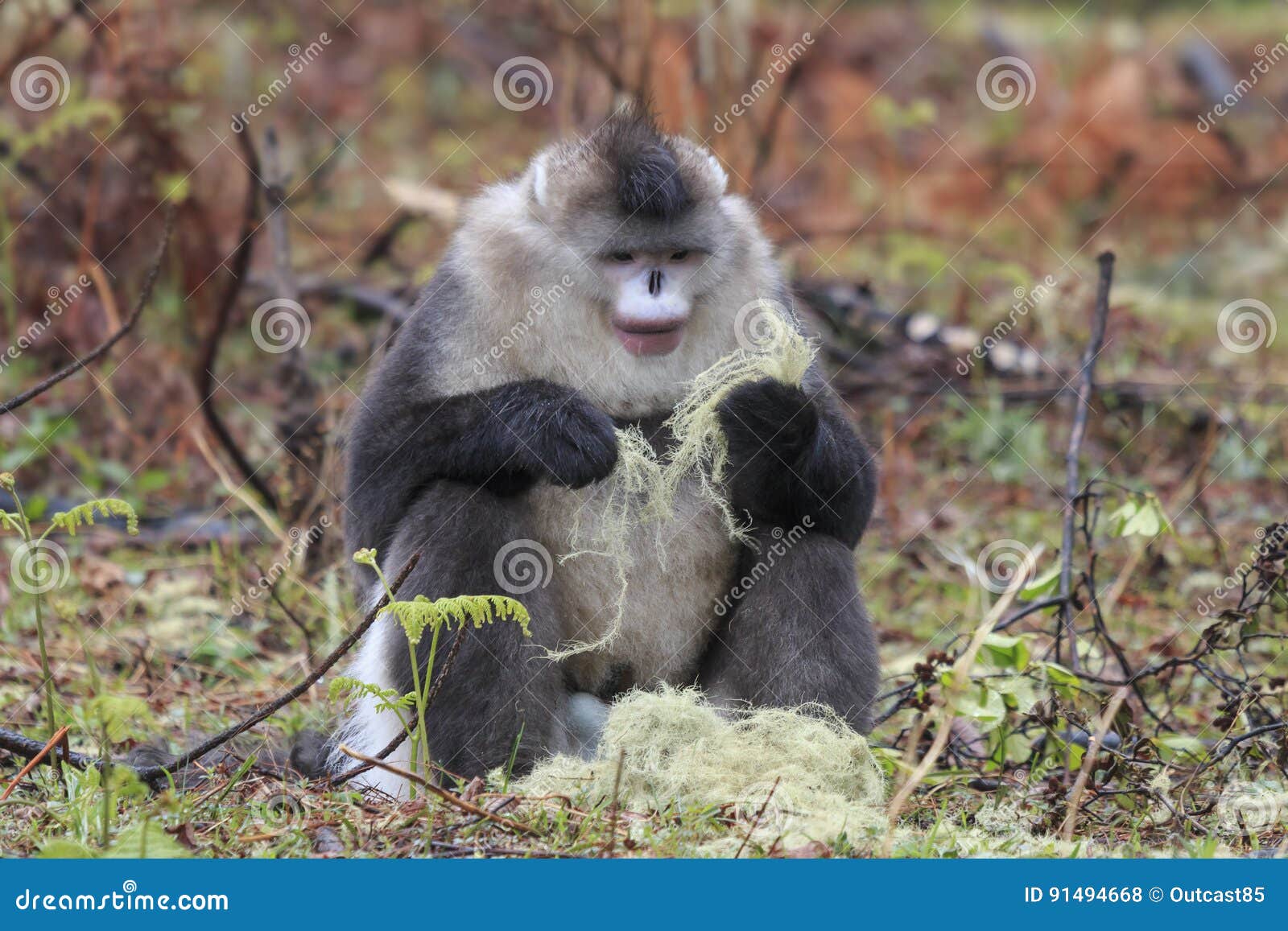 Yunnan Black Snub-Nosed Monkey Rhinopithecus Bieti Stock Photo - Image ...