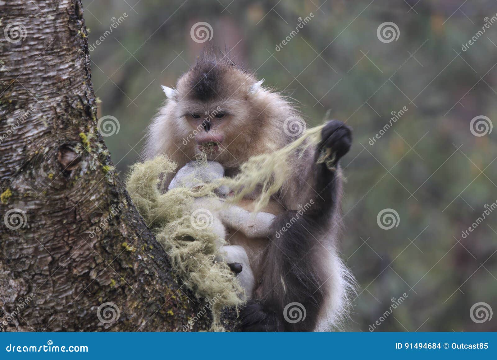 Yunnan Black Snub-Nosed Monkey Rhinopithecus Bieti Stock Photo - Image ...