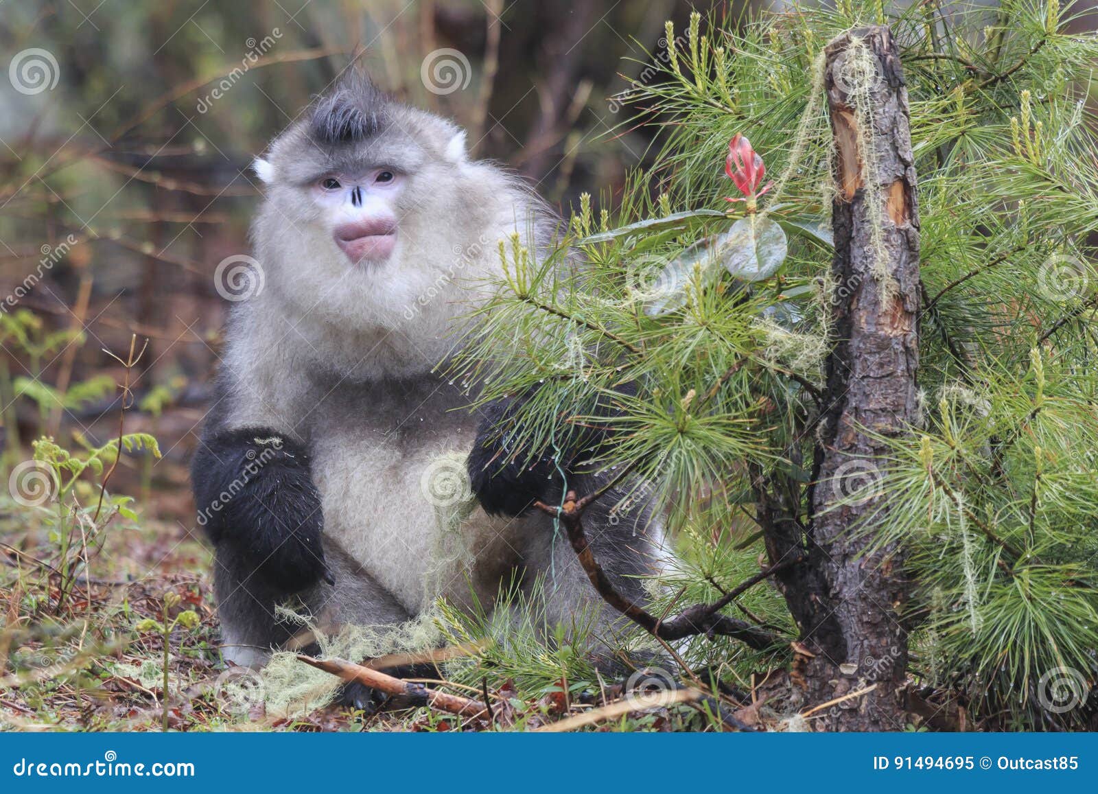 Yunnan Black Snub-Nosed Monkey Rhinopithecus Bieti Stock Image - Image ...