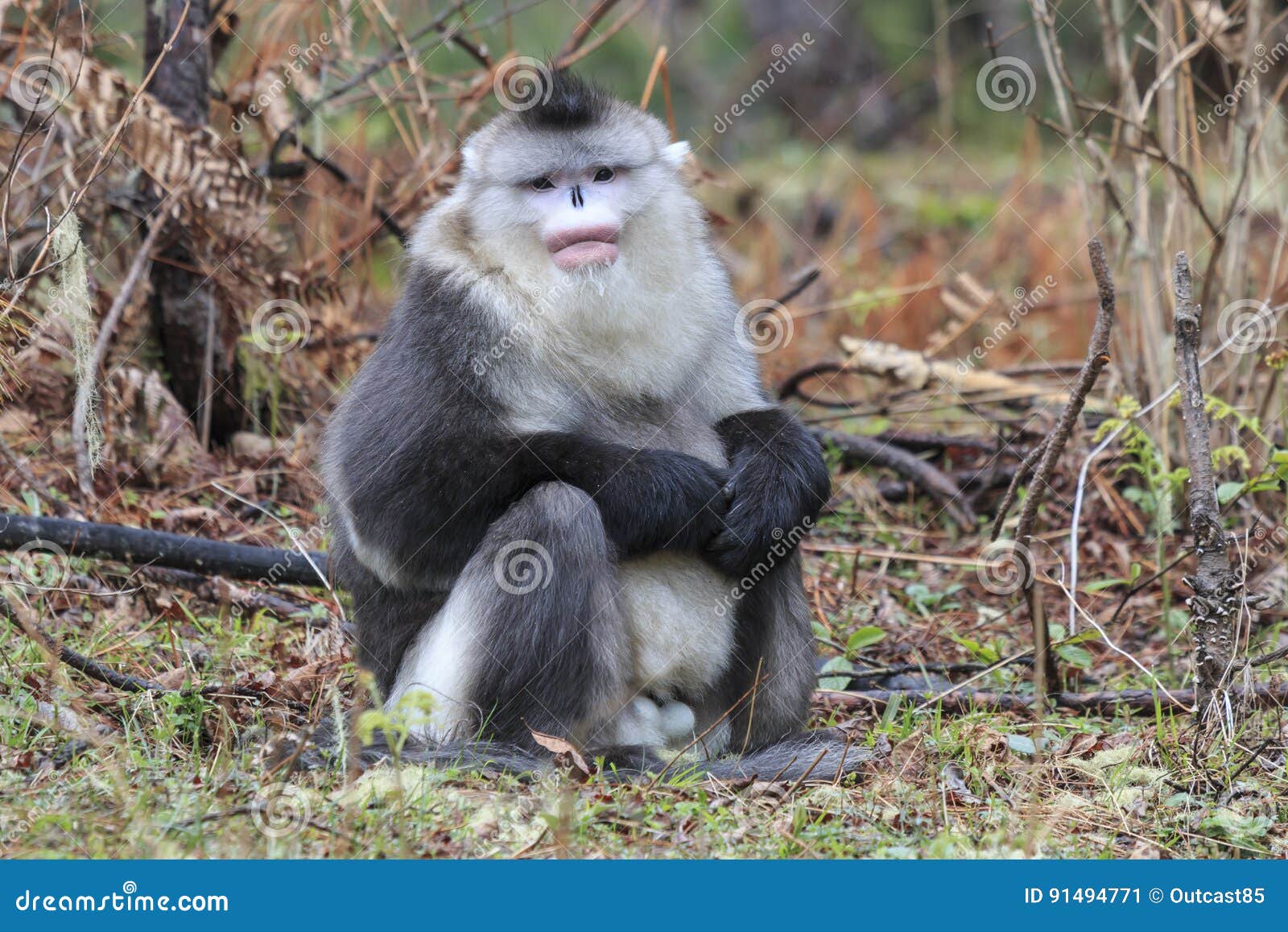 Yunnan Black Snub-Nosed Monkey Rhinopithecus Bieti Stock Image - Image ...