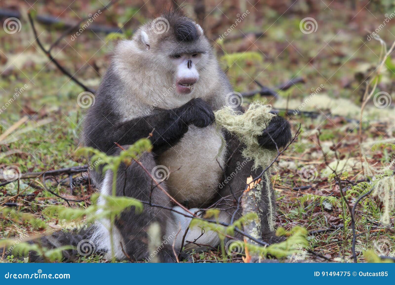Yunnan Black Snub-Nosed Monkey Rhinopithecus Bieti Stock Image - Image ...