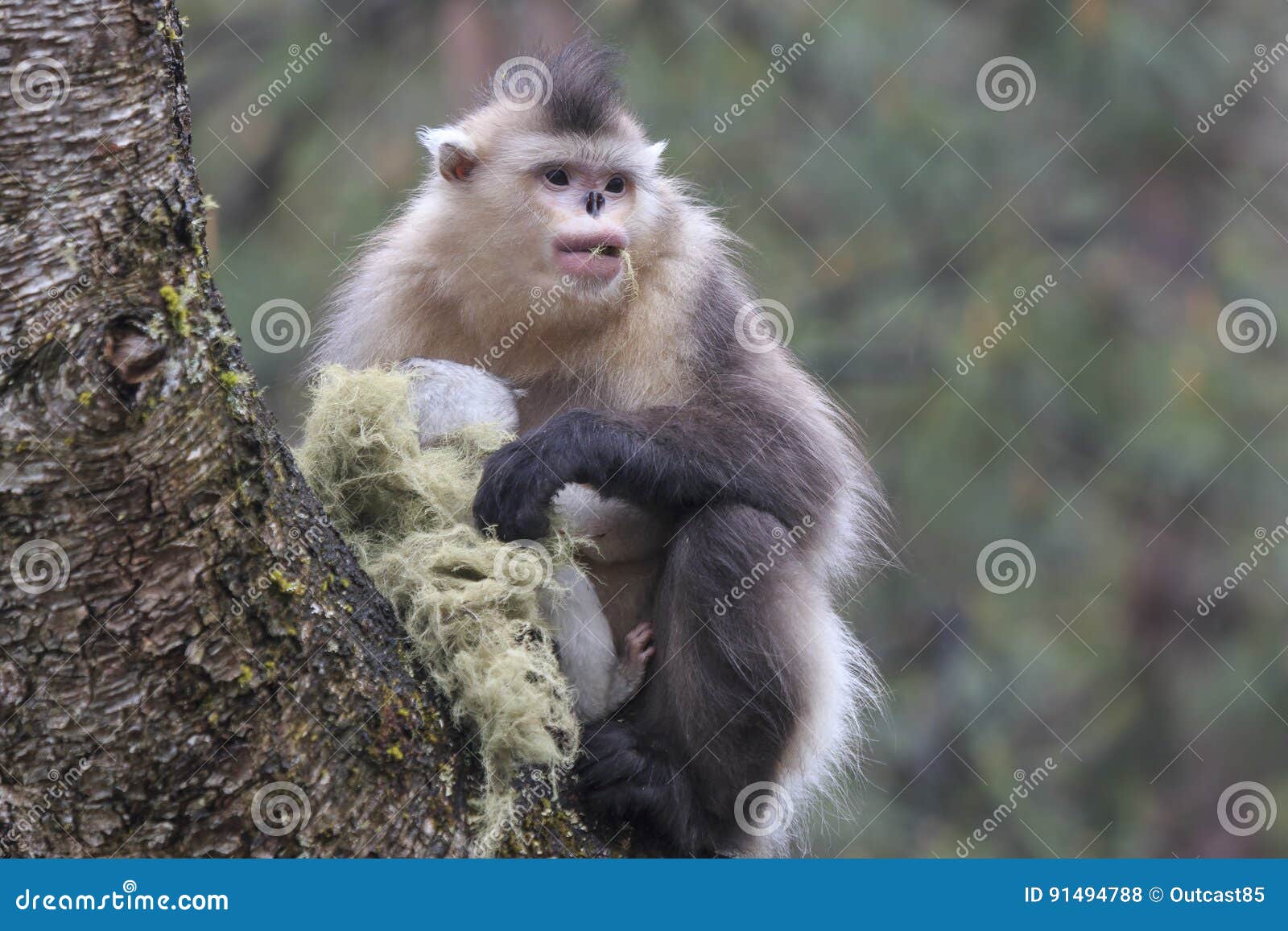 Yunnan Black Snub-Nosed Monkey Rhinopithecus Bieti Stock Photo - Image ...