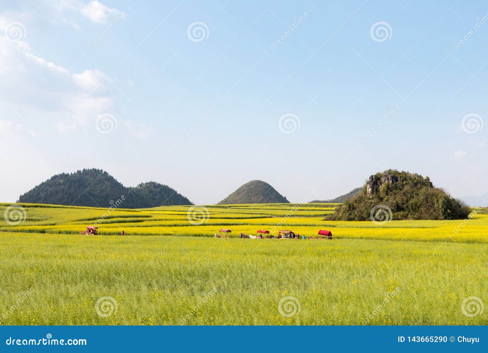 Yunnan Luoping Spring Landscape Stock Photo - Image of country, plant ...